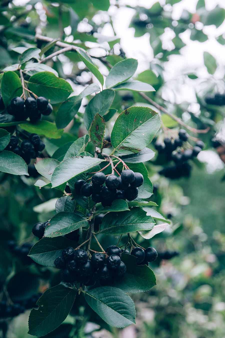 Aronialand | Bio Aroniabeeren, Aroniasaft & Aroniaprodukte kaufen